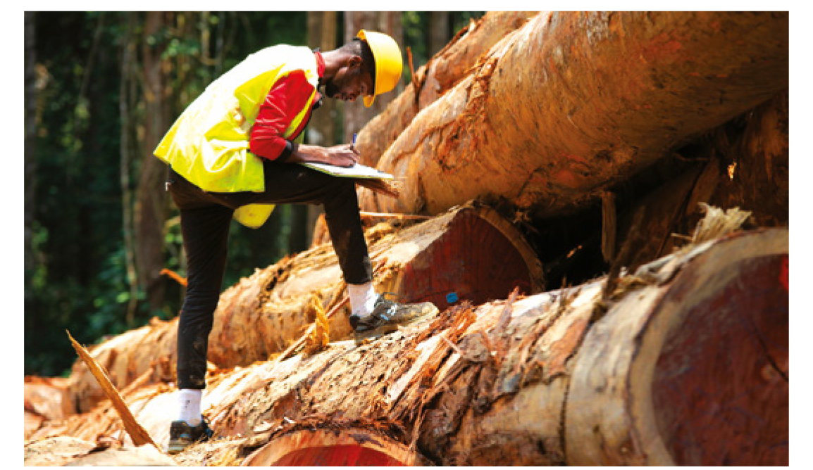 GROUPE ROUGIER : PIONNIER ET LEADER, ACTEUR DU DÉVELOPPEMENT DURABLE ...